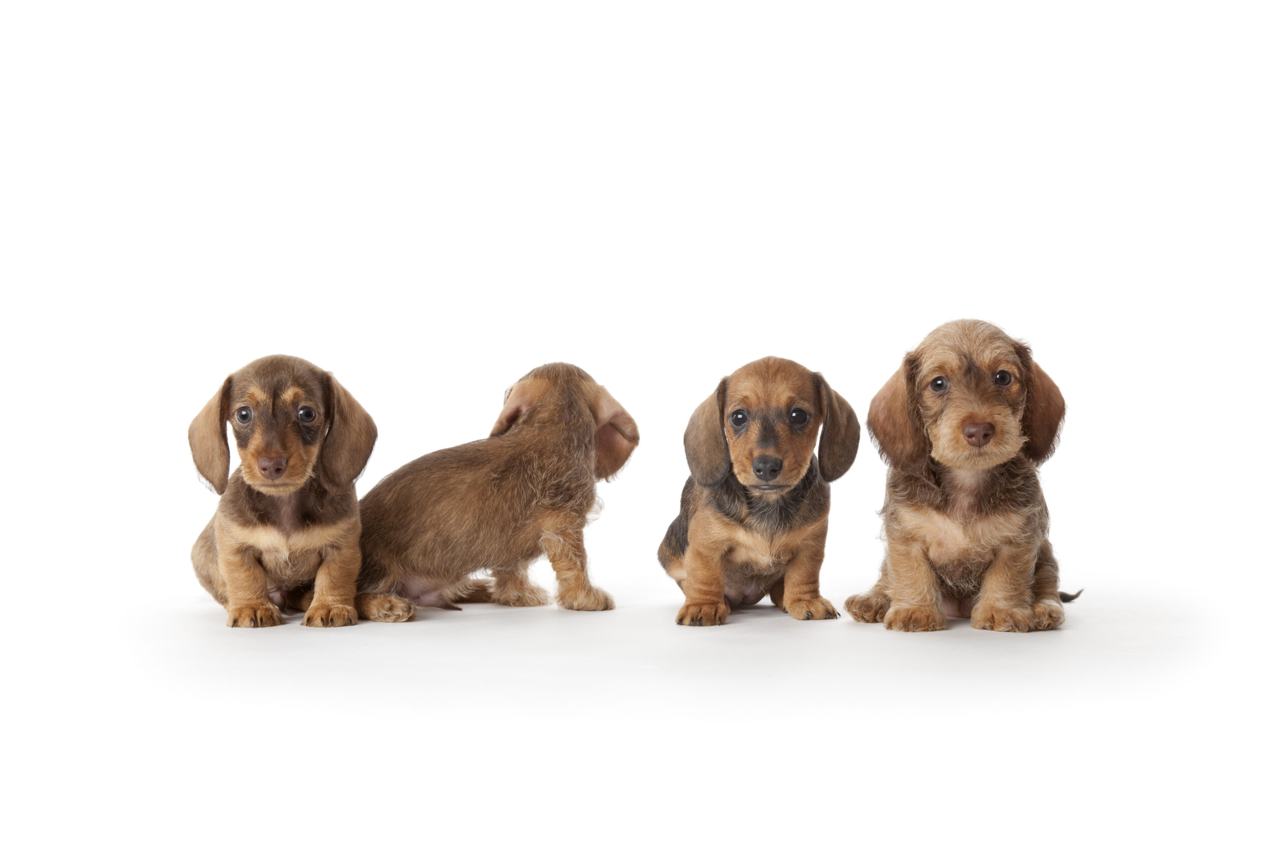 Mixed Breed Dogs/Cross Breed Puppies For Sale | Douglas Hall Kennels