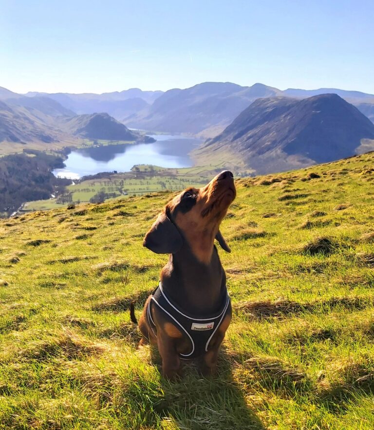 Dogs & Puppies For Sale in Lancashire, UK | Douglas Hall Kennels