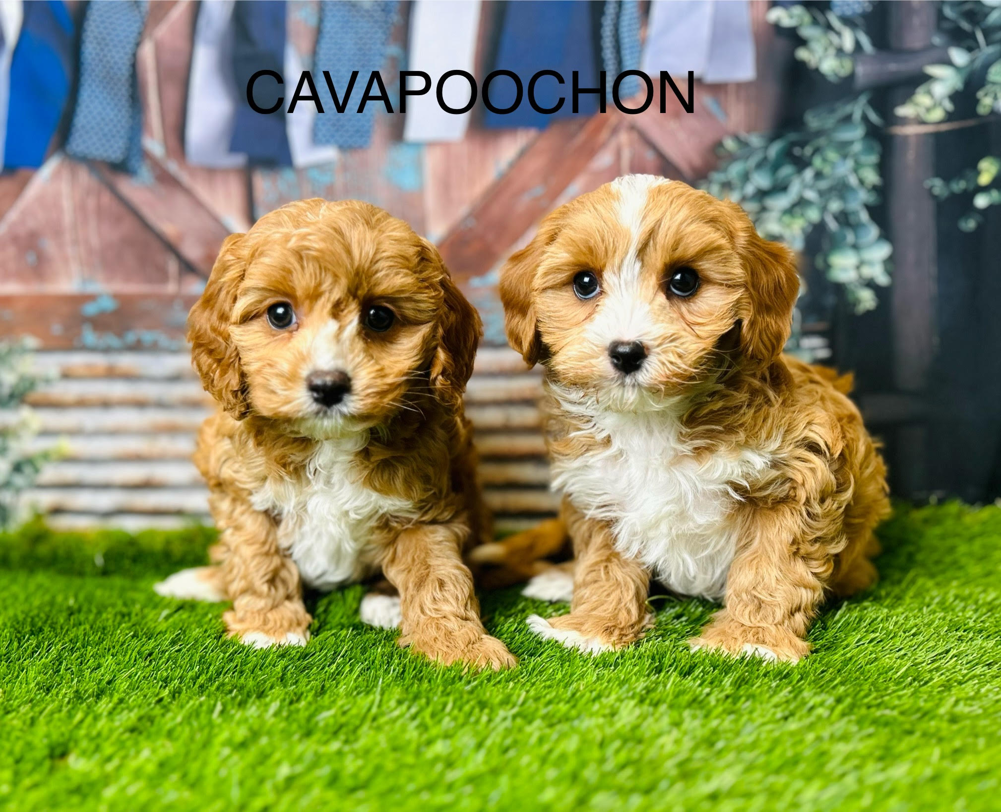 Discover the Joy of Cavapoochons | Puppies for Sale UK | DHK