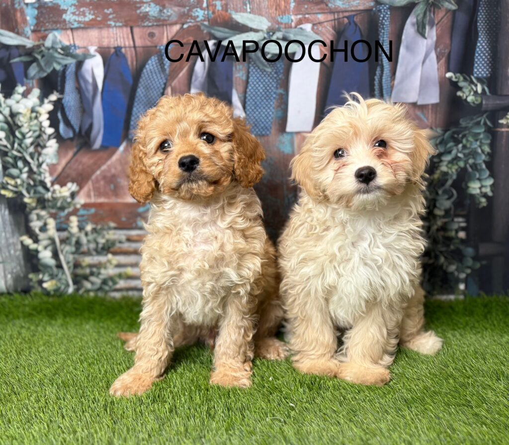 Cavapoochon Puppy Guide | Find the Right Fit | Douglas Hall Kennels